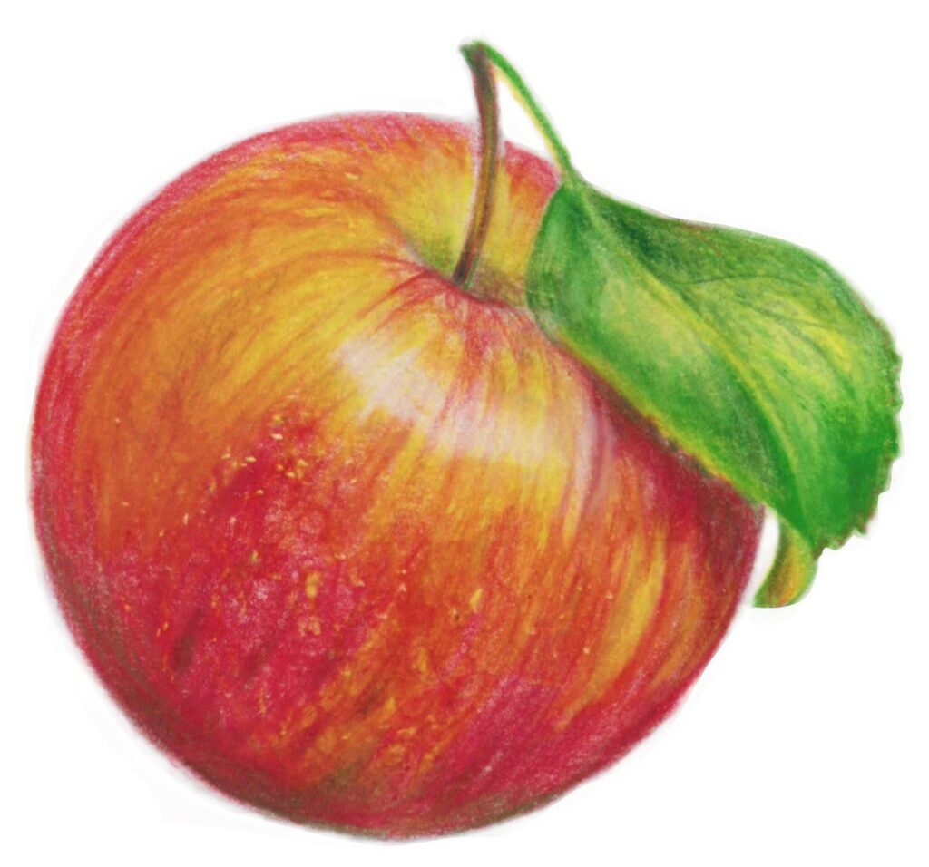 pomme - Association des artistes peintres affiliés de la Rive-Sud ...